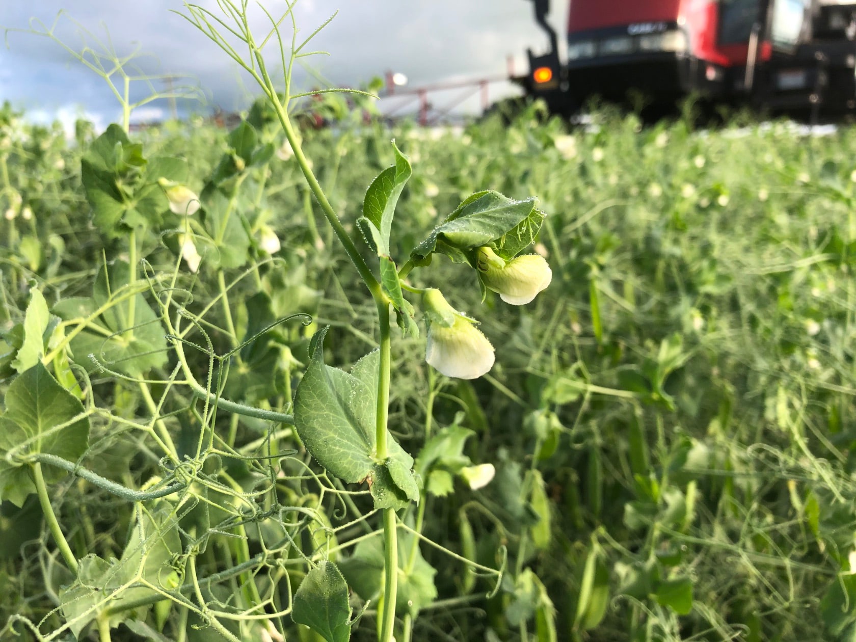 We Grow the Seeds We Sell - Ellis Seeds